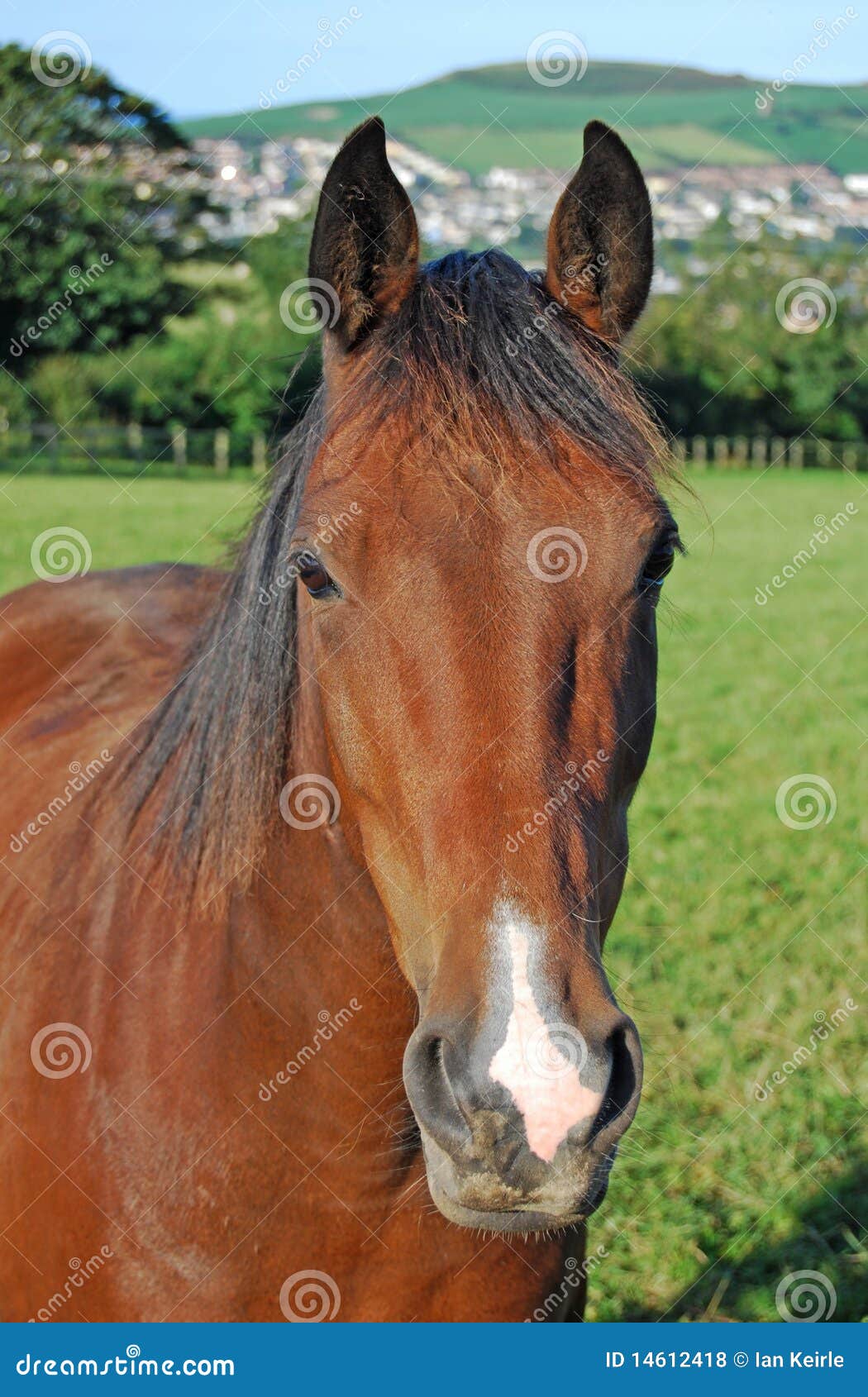 Bruin Paard stock foto. Image of platteland, begrazing - 14612418