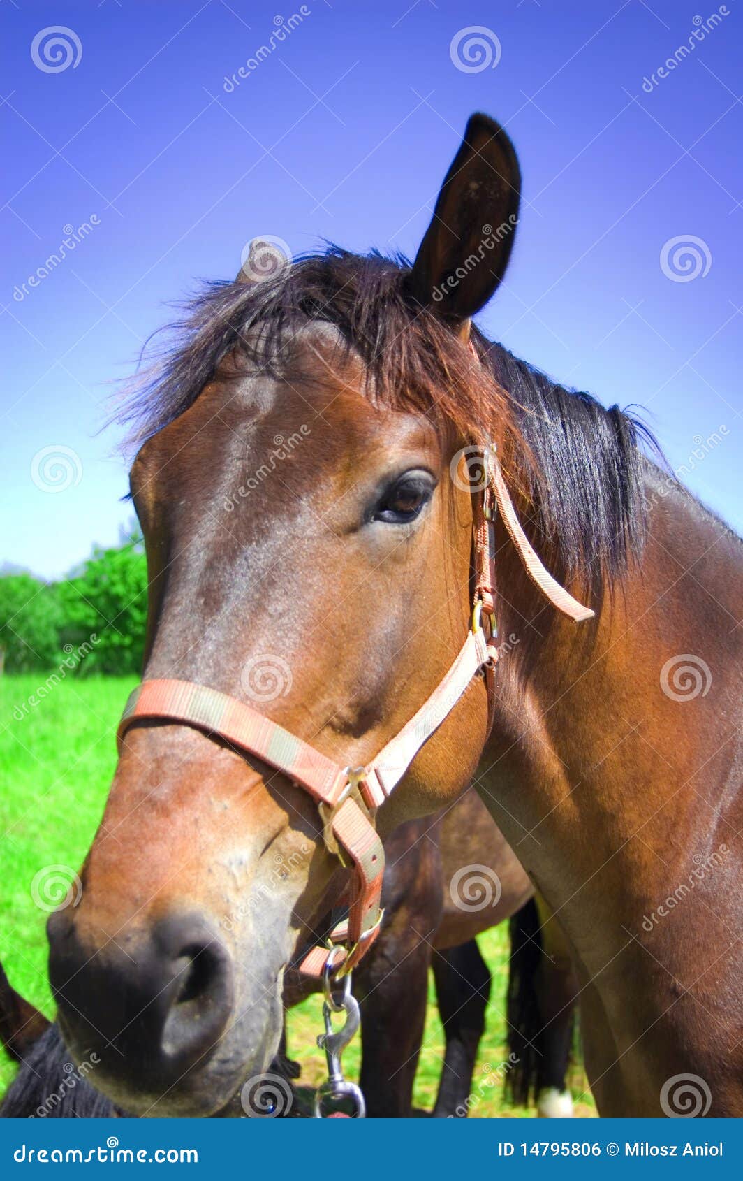 Bruin paard. stock foto. Image of nave, vrij, liefde - 14795806