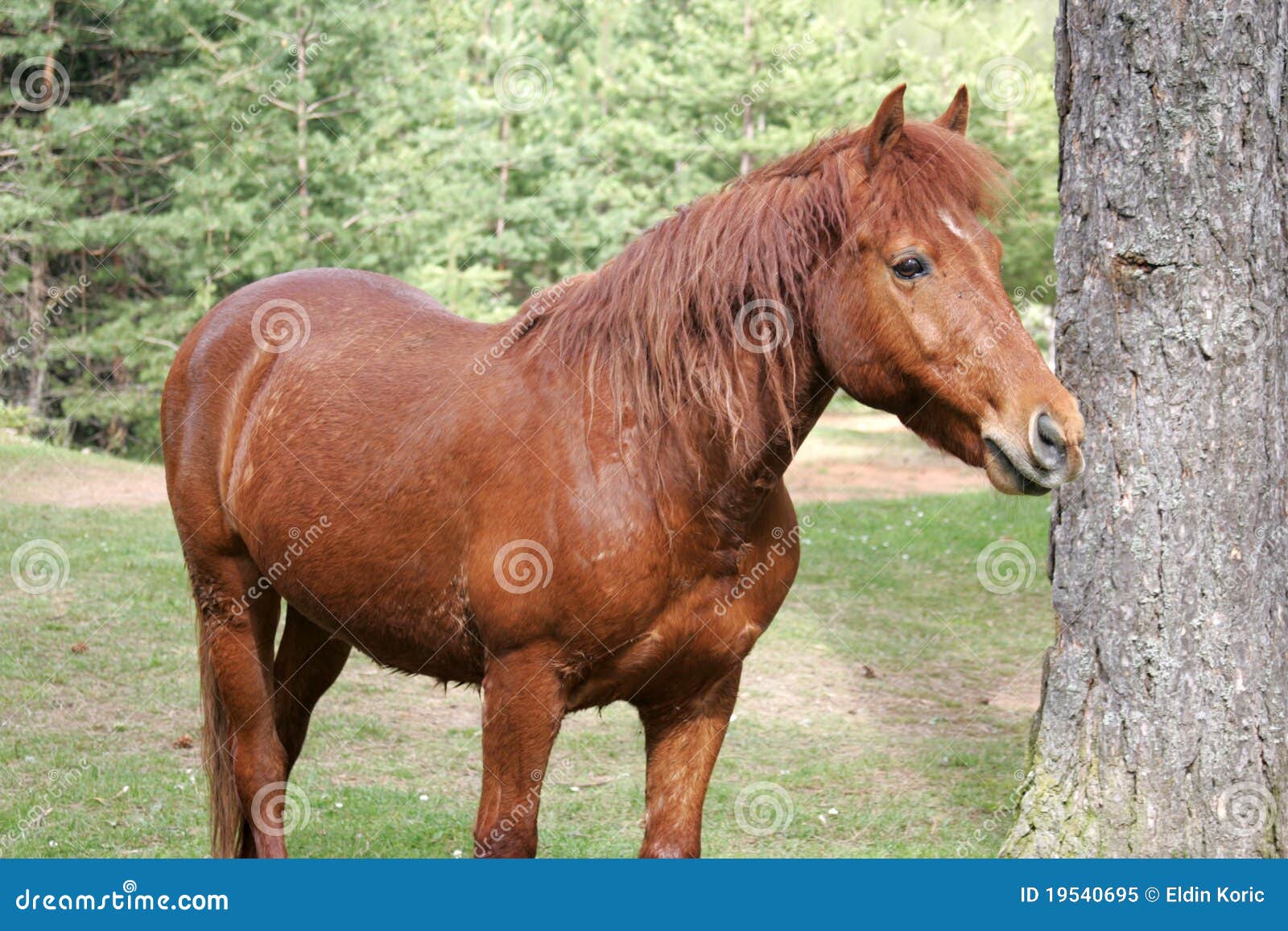 Bruin paard stock afbeelding. Image of veulen, landbouwbedrijven - 19540695