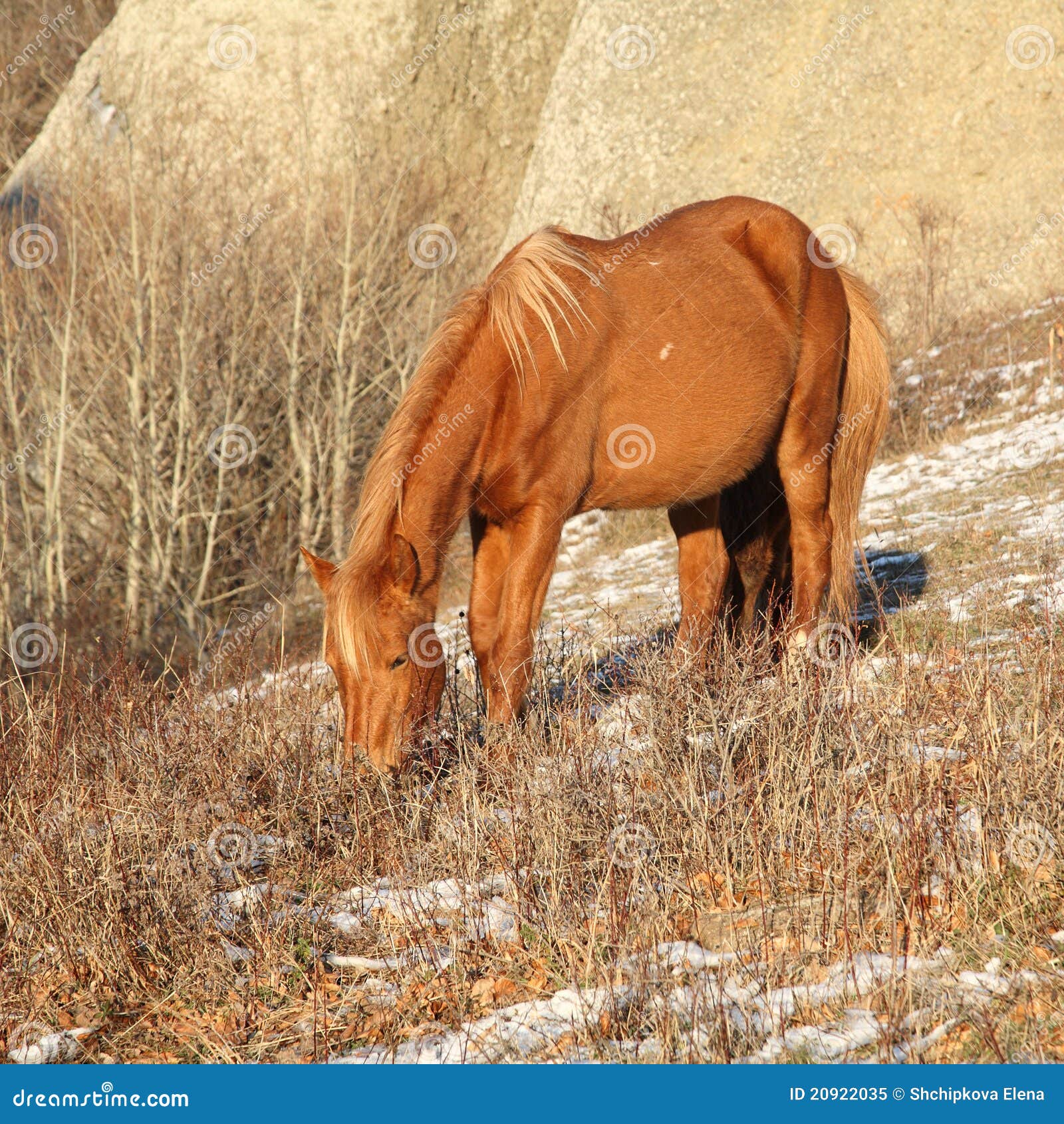 Bruin paard stock afbeelding. Image of sneeuw, bruin - 20922035