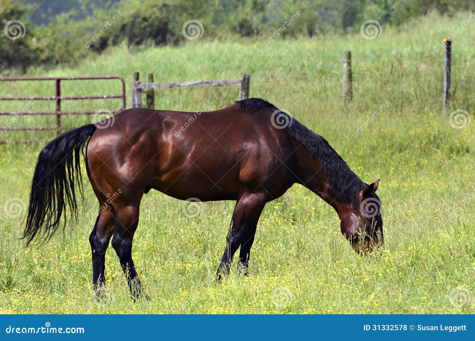 Bruin Paard stock foto. Image of eten, landbouwgrond - 31332578