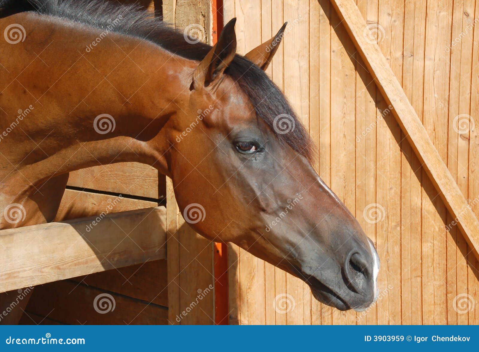 Bruin paard stock afbeelding. Image of manen, paard, rijden - 3903959