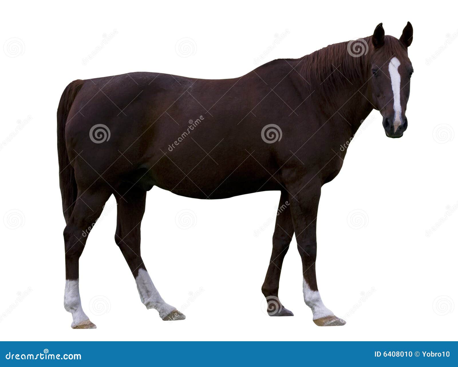 Bruin Paard stock foto. Image of mening, paard, geïsoleerd - 6408010