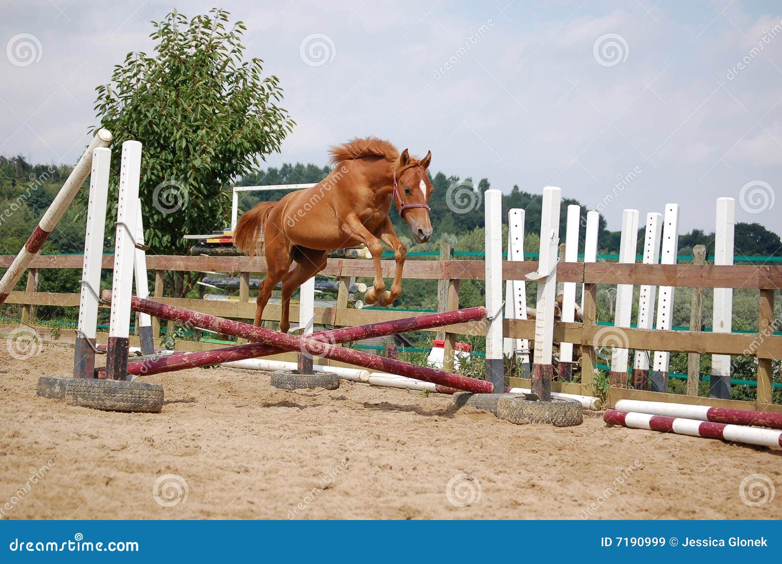 Bruin paard stock afbeelding. Image of springen, zoogdier - 7190999