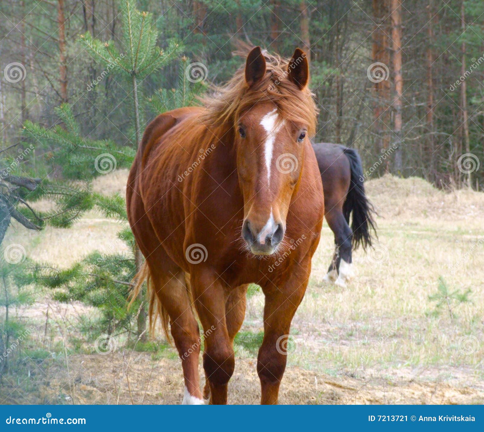 Bruin paard stock afbeelding. Image of portret, land, gemandeerd - 7213721