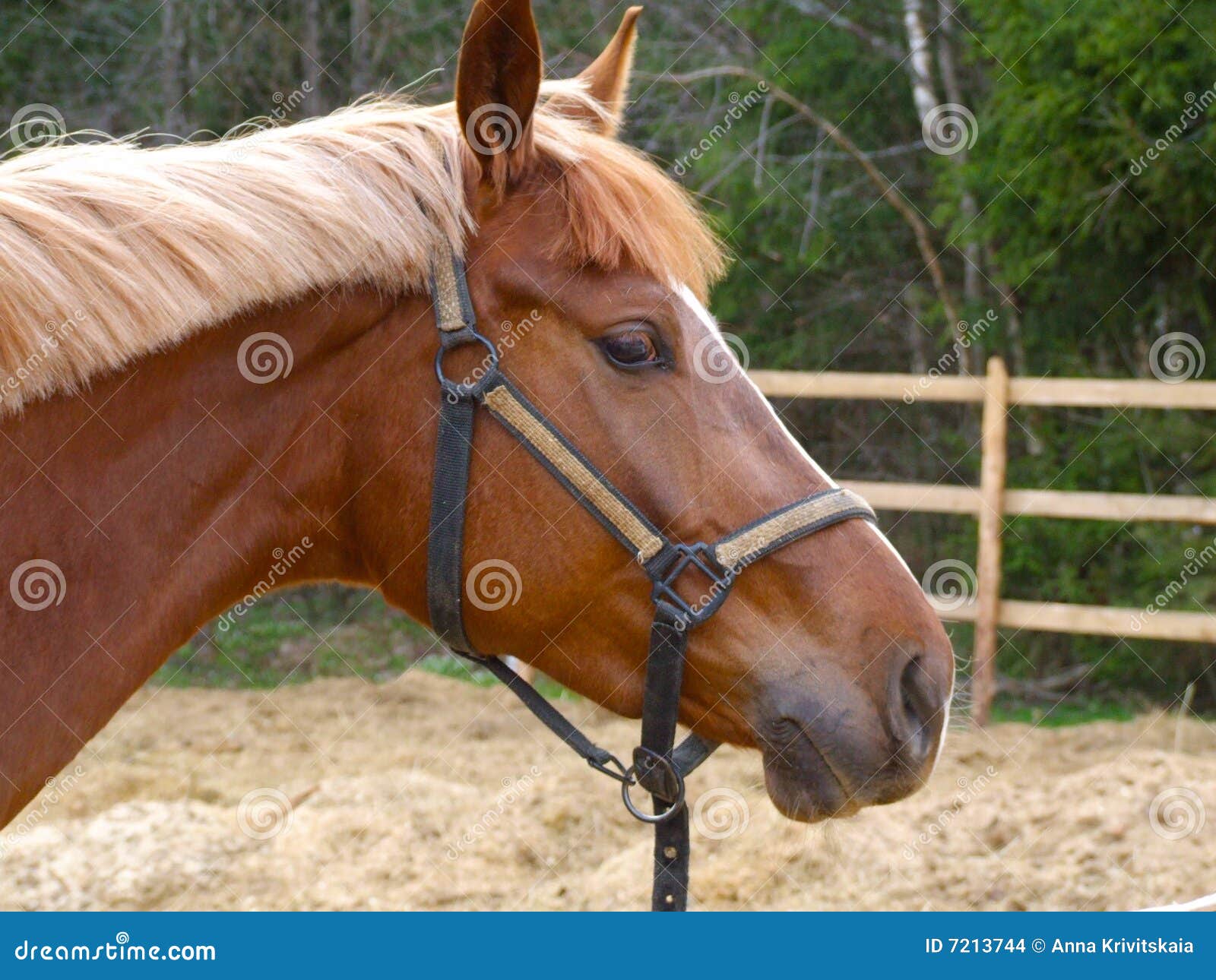 Bruin paard stock foto. Image of ogen, dier, leuk, boerderij - 7213744