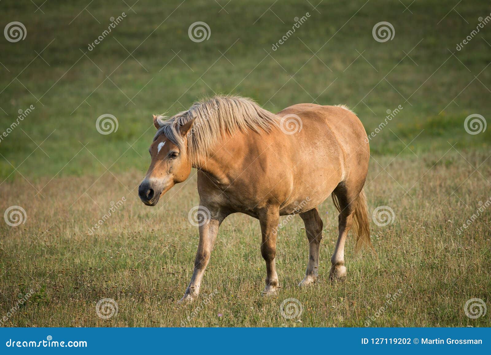 Bruin Paard Die Op Gebied Lopen Stock Foto - Image of binnenlands ...