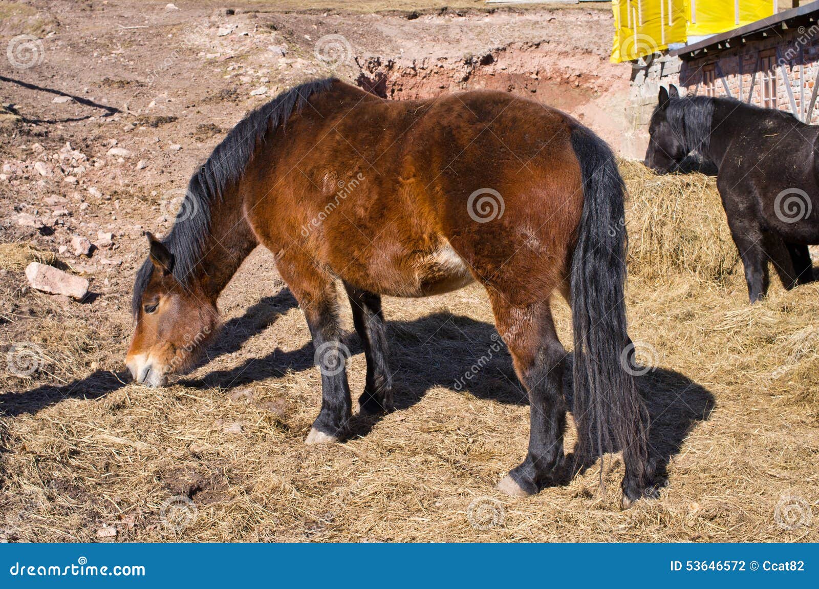 Bruin paard die stro eten stock foto. Image of groep - 53646572
