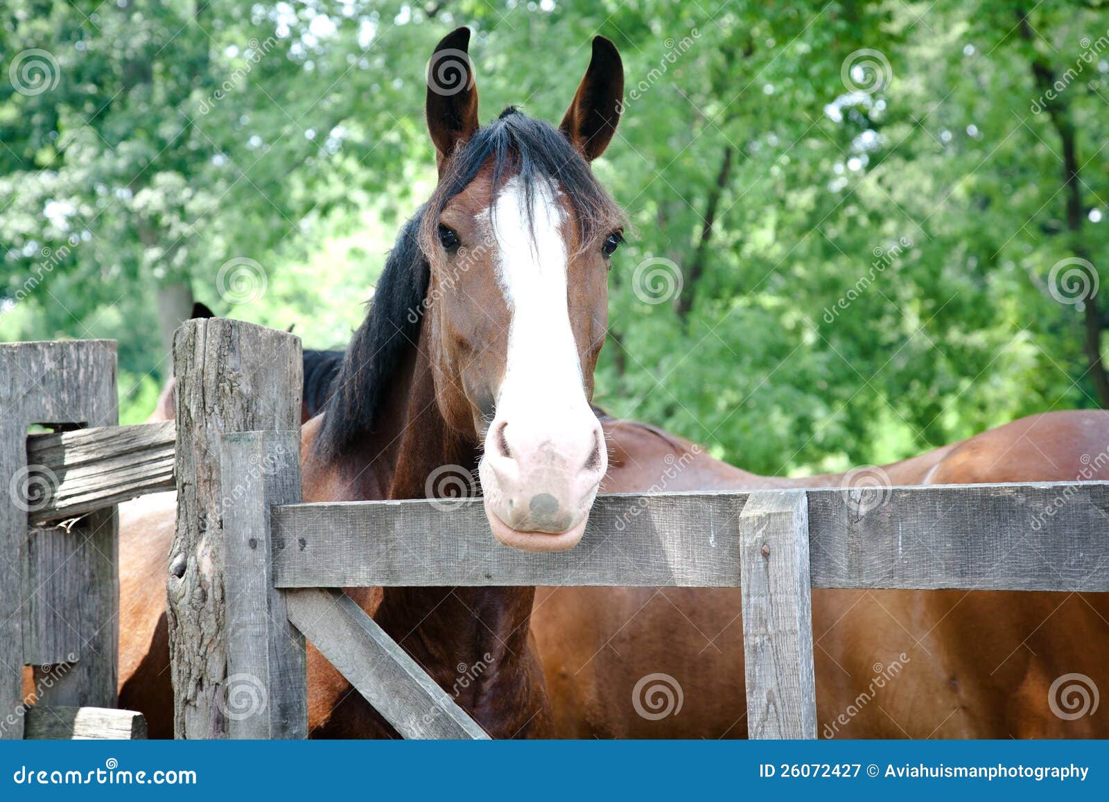Bruin Paard met Witte Neus stock afbeelding. Image of schoonheid - 26072427