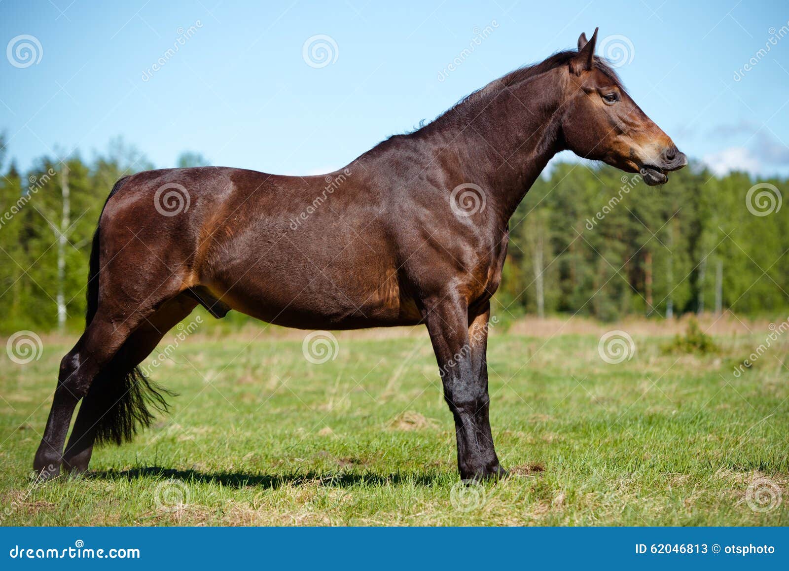 Bruin paard op een gebied stock afbeelding. Image of looppas - 62046813