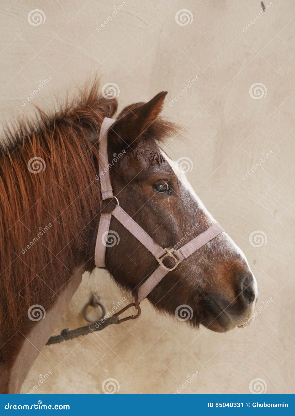 Bruin Paard Op Muurachtergrond Stock Afbeelding - Image of zoogdier ...