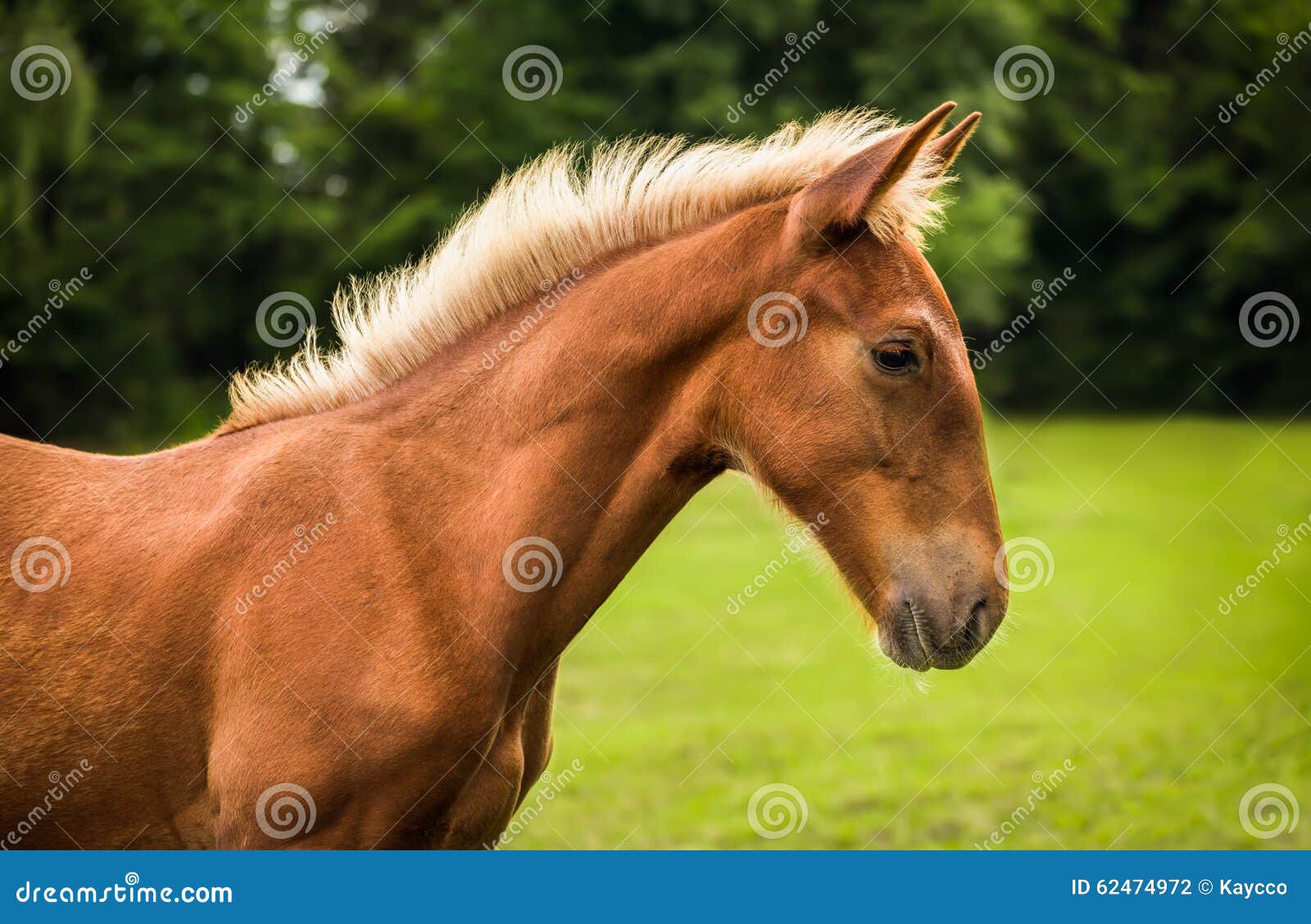 Bruin Paard in Profiel stock foto. Image of niemand, nave - 62474972