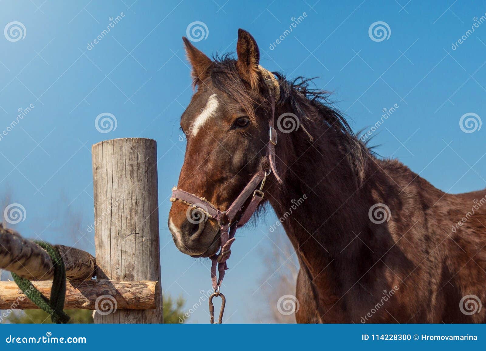Bruin Paard Tegen De Blauwe Hemel Stock Foto - Image of manen ...