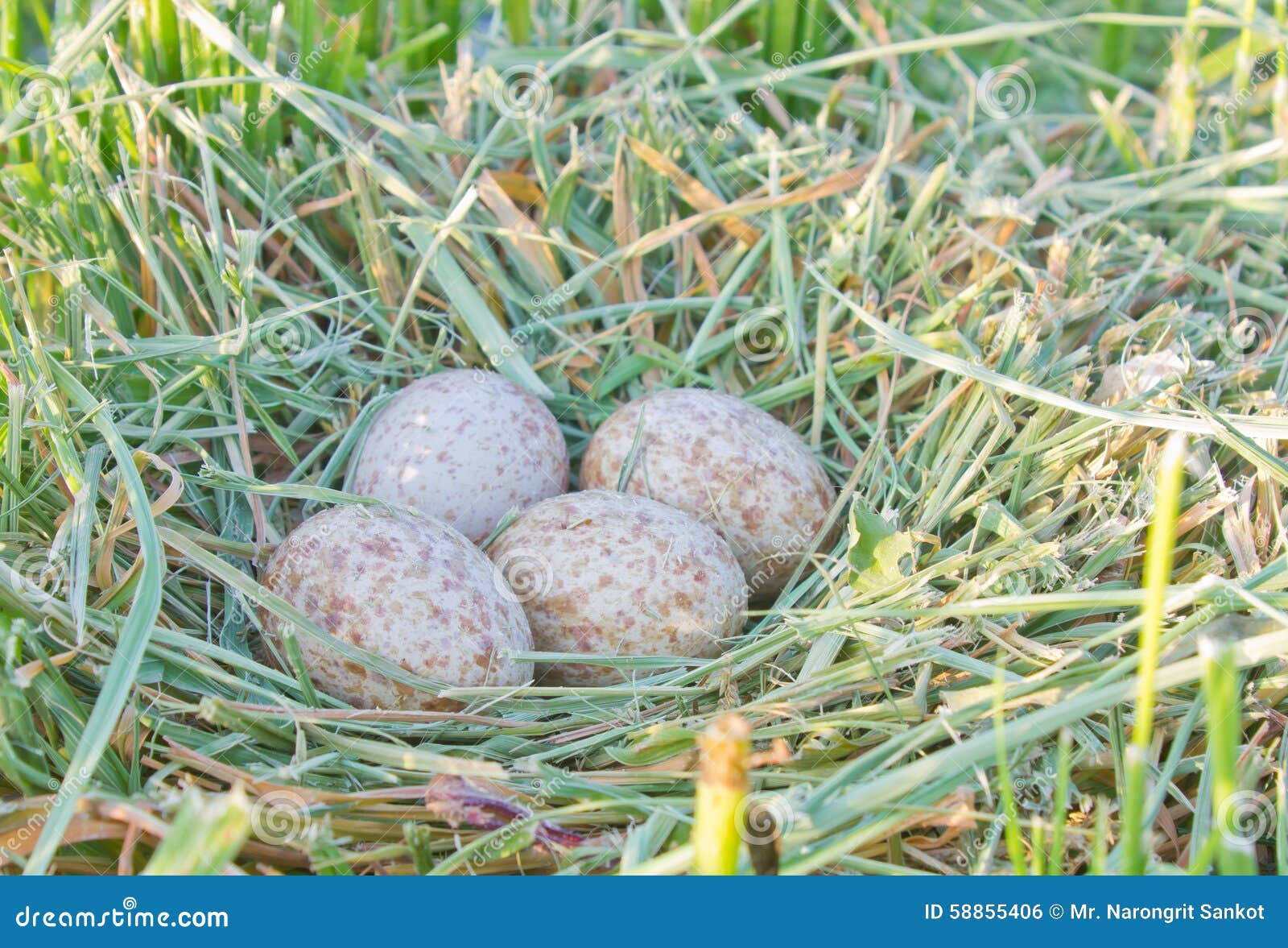 Bruin vogelei stock foto. Image of nesten, tuin, niemand - 58855406