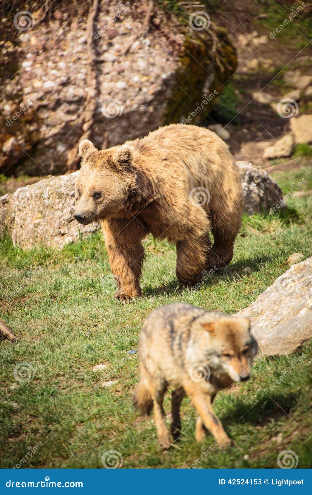 Bruine Beer en Wolf stock afbeelding. Image of portret - 42524153