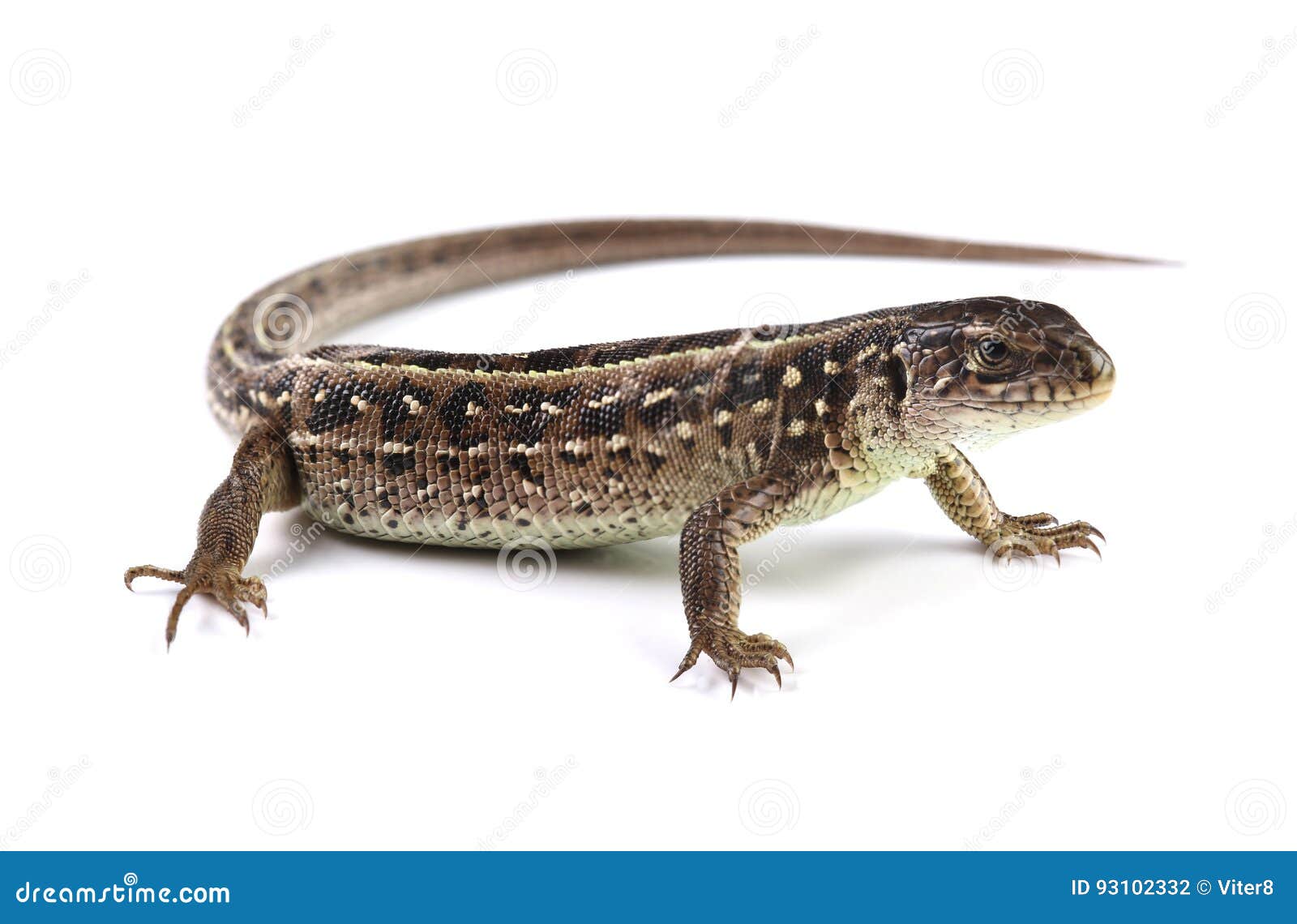 Bruine Die Hagedis Op Wit Wordt Geïsoleerd Stock Foto - Image of zand ...