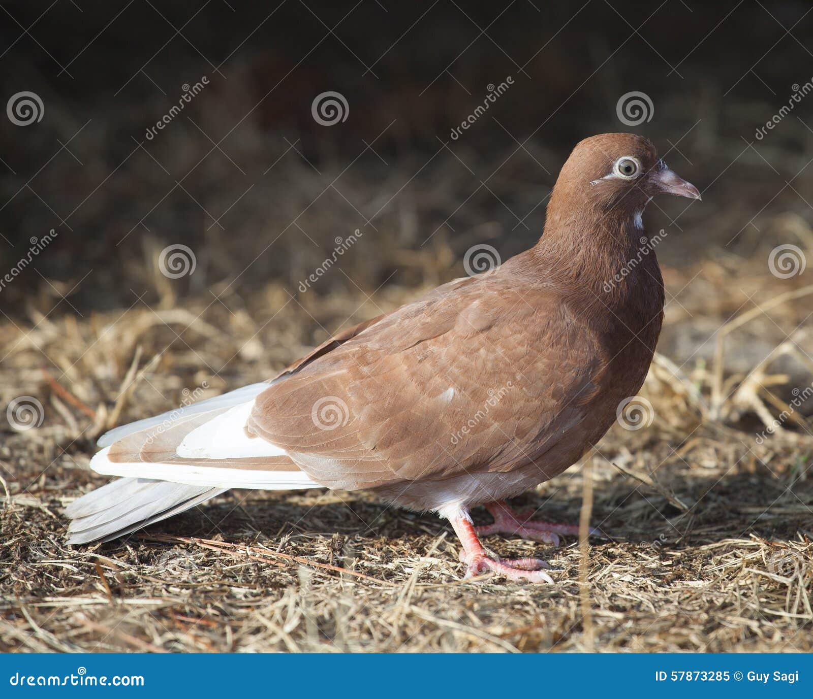 Bruine duif stock afbeelding. Image of gras, hoofd, lichaam - 57873285