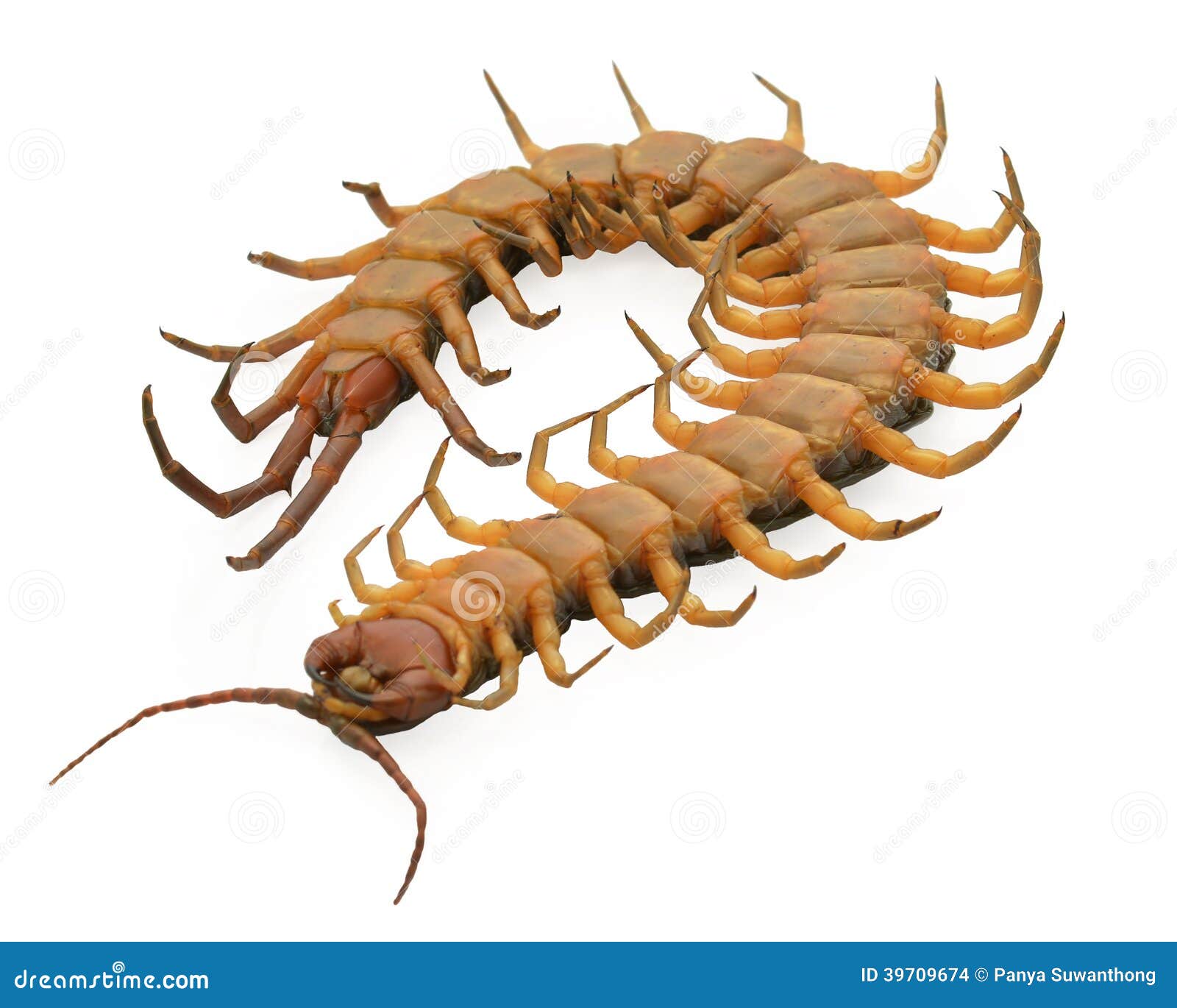 Bruine duizendpoot stock foto. Image of rupsband, duizendpoot - 39709674