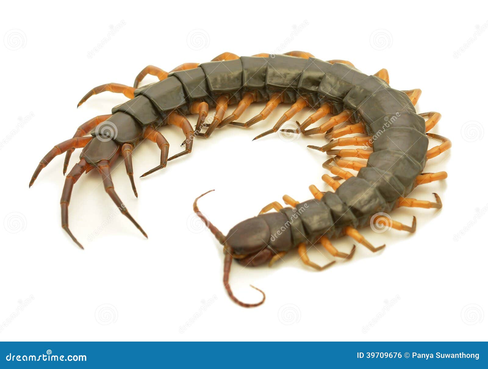 Bruine duizendpoot stock foto. Image of worm, insect - 39709676