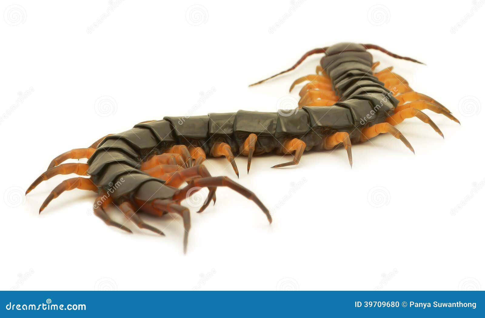 Bruine duizendpoot stock foto. Image of rupsband, insect - 39709680