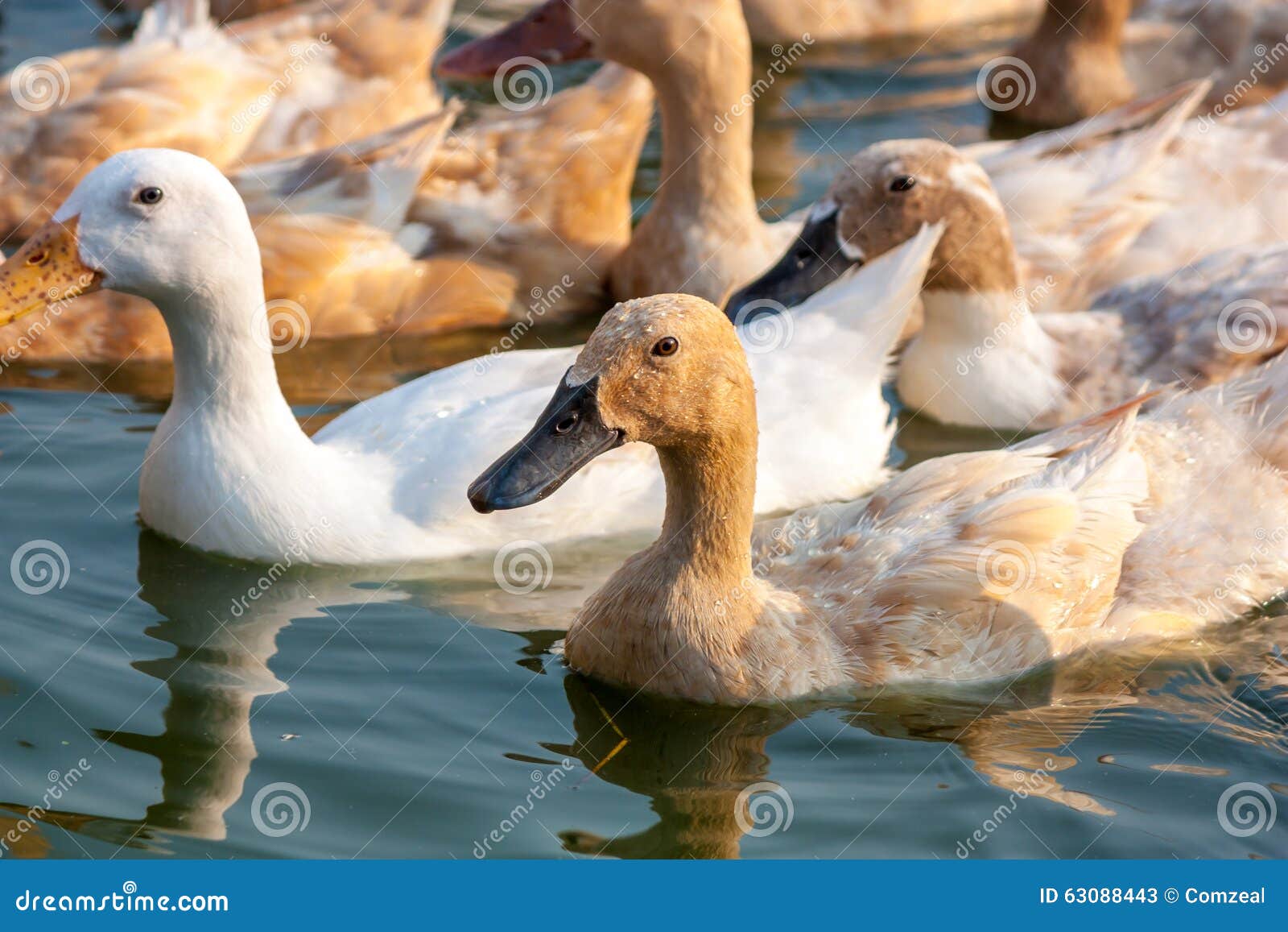 Bruine Eenden En Witte Eend in Landbouwbedrijf Stock Afbeelding - Image ...