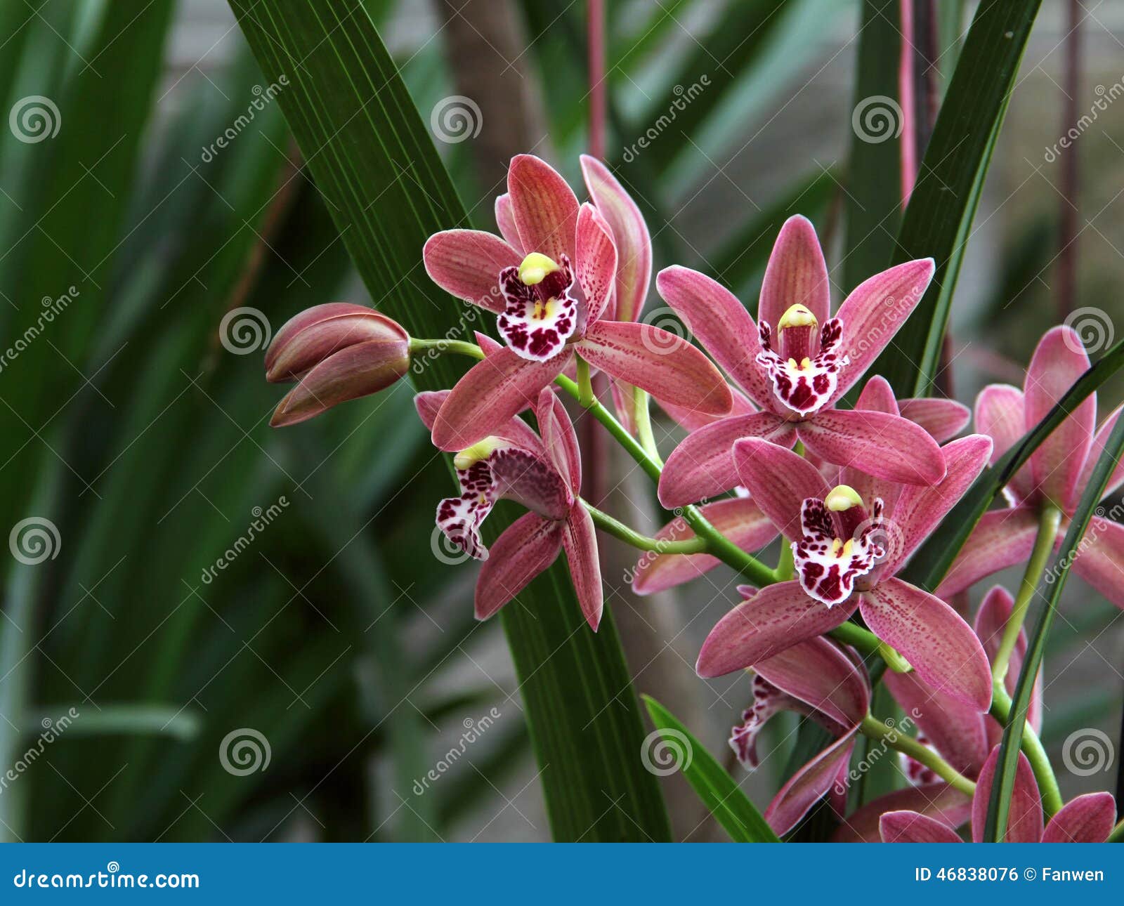 Bruine En Rode Orchidee (Hybride Cymbidium) Stock Foto - Image of flora ...