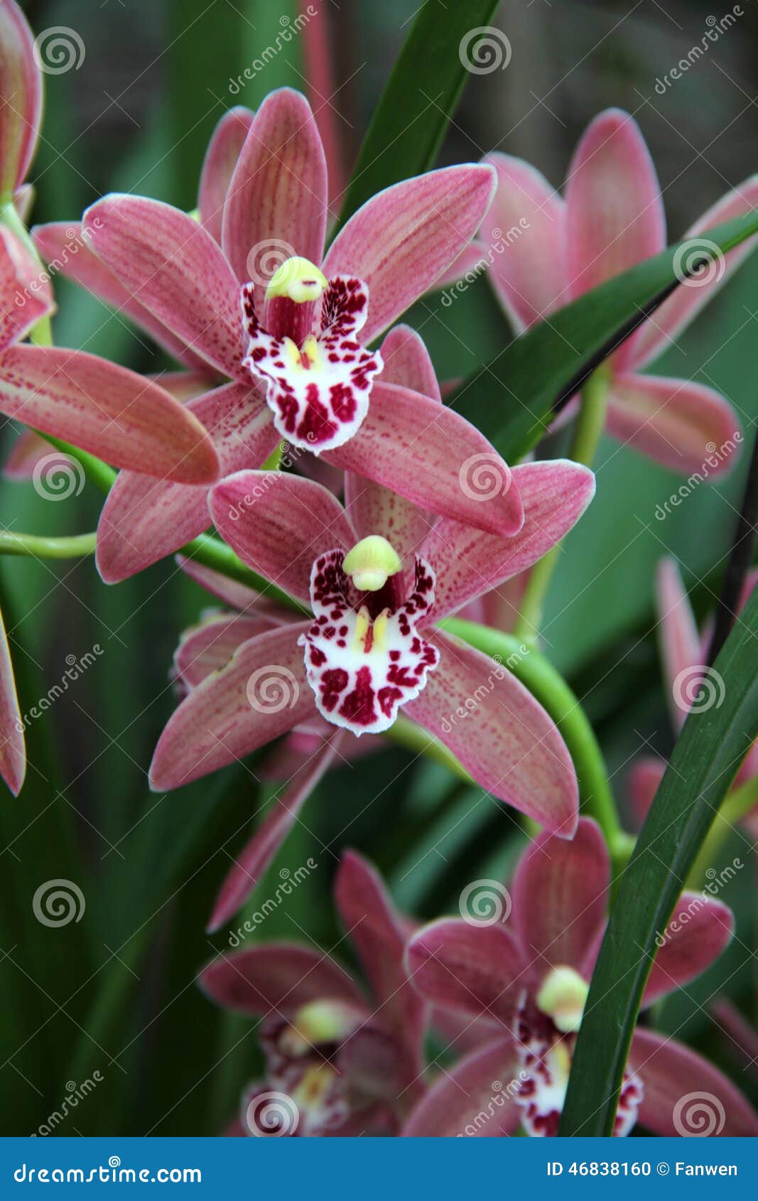 Bruine En Rode Orchidee (Hybride Cymbidium) Stock Foto - Image of ...