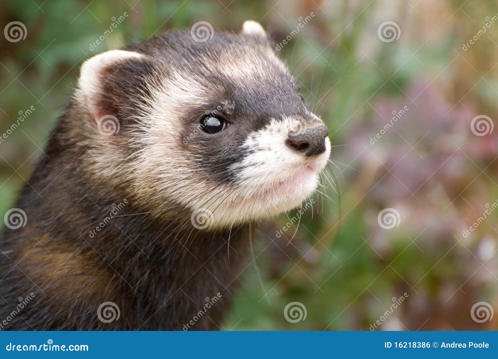 Bruine en Witte Bunzing stock foto. Image of dier, brits - 16218386