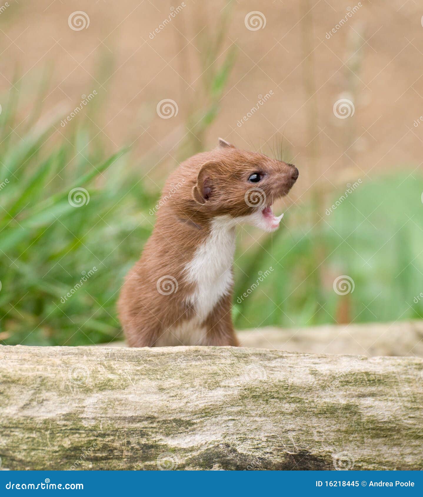 Bruine En Witte Snauwende Wezel Stock Afbeelding - Image of ogen, dier ...