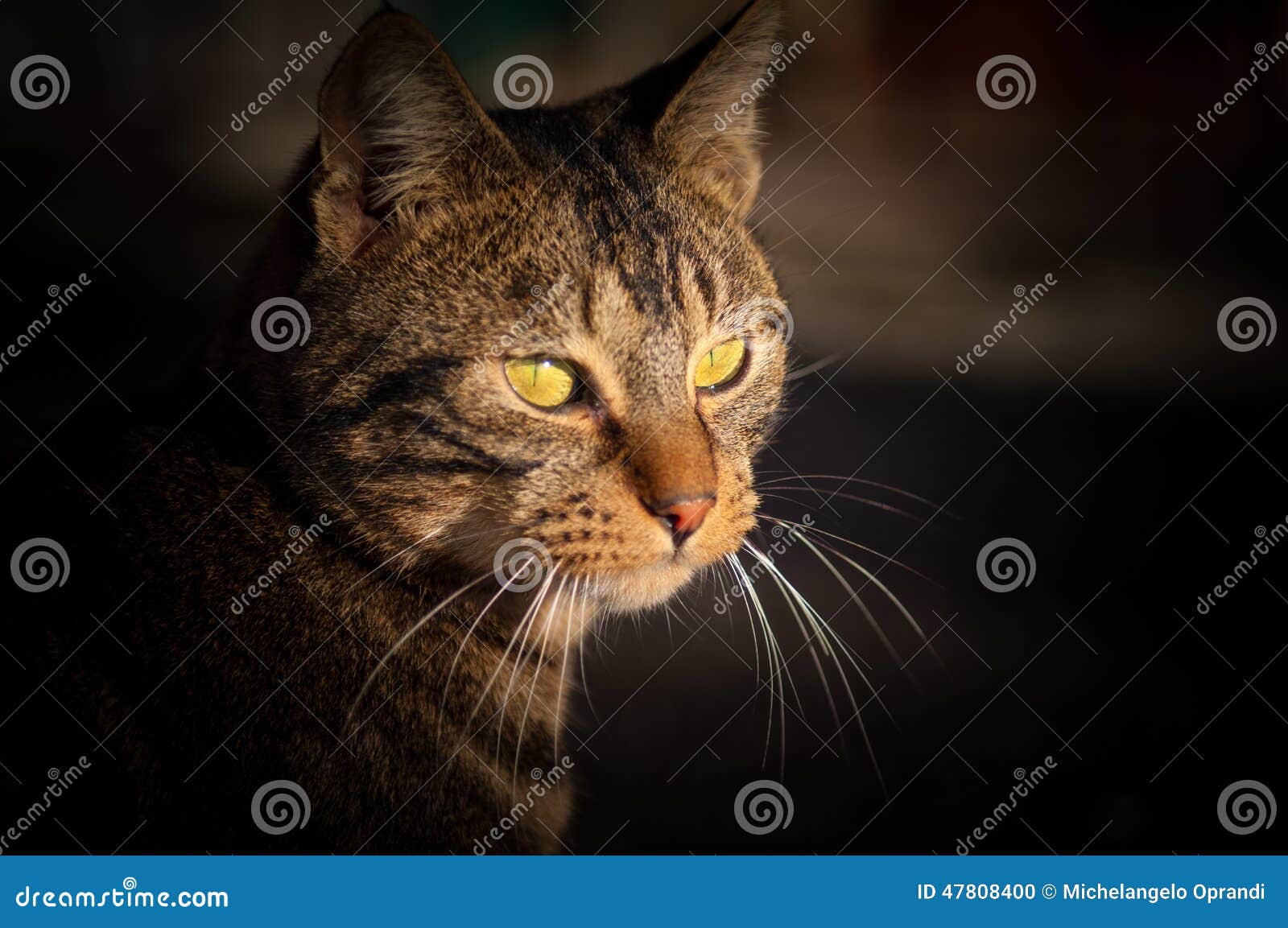 Bruine en zwarte kat stock foto. Image of sinaasappel - 47808400