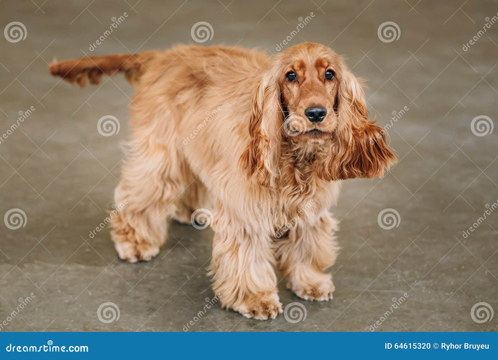 Bruine Engelse Cocker-spaniëlhond Binnen Stock Foto - Image of engels ...