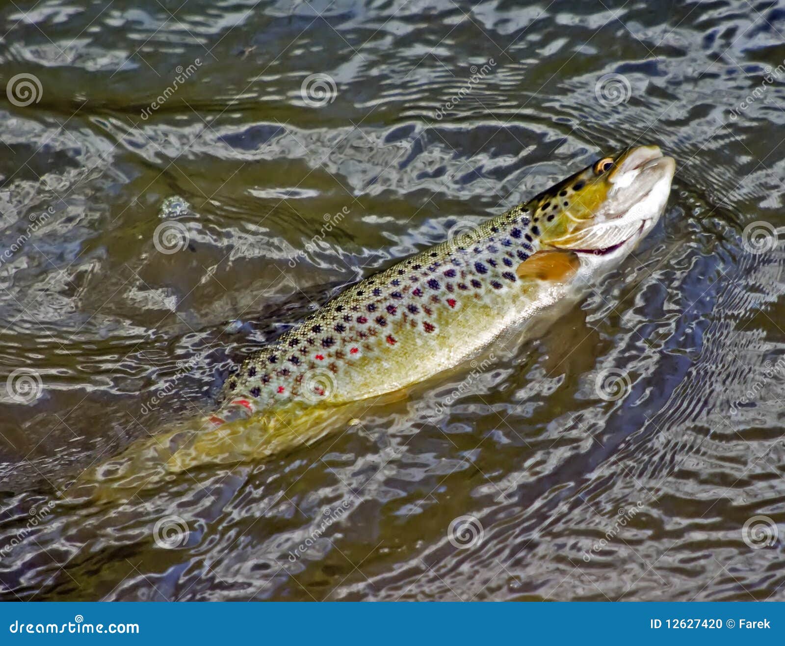 Bruine forel stock foto. Image of strijd, slag, forel - 12627420