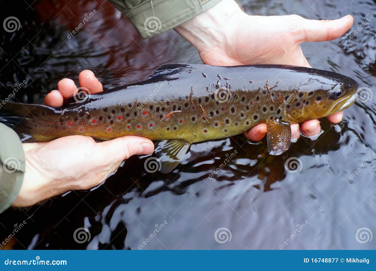 Bruine forel stock afbeelding. Image of haak, taai, vlieg - 16748877