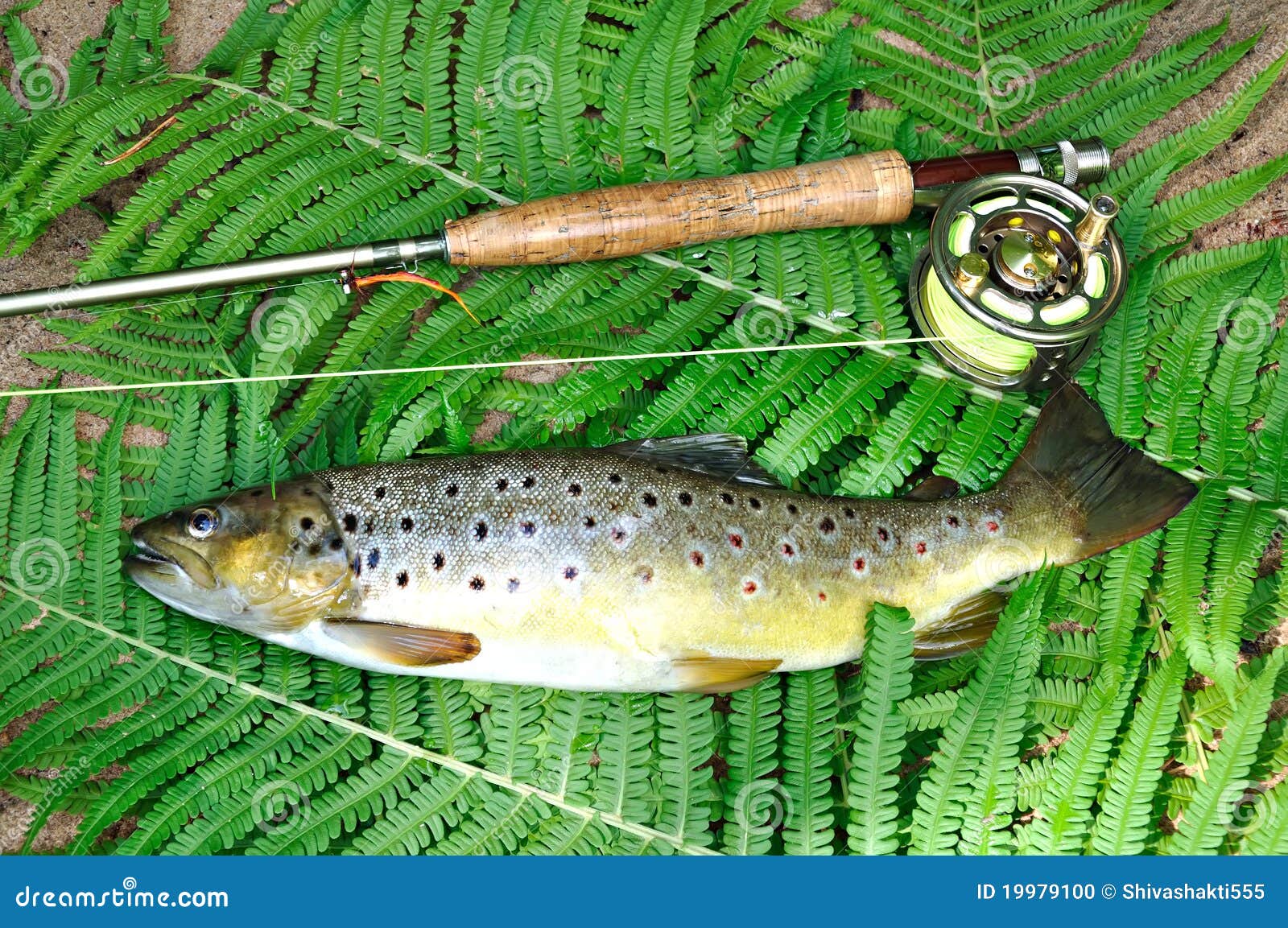 Bruine forel stock foto. Image of vlieg, spoel, staaf - 19979100