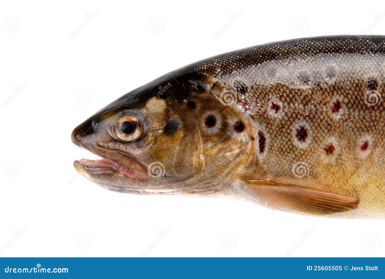 Bruine forel stock afbeelding. Image of forel, stroom - 25605505