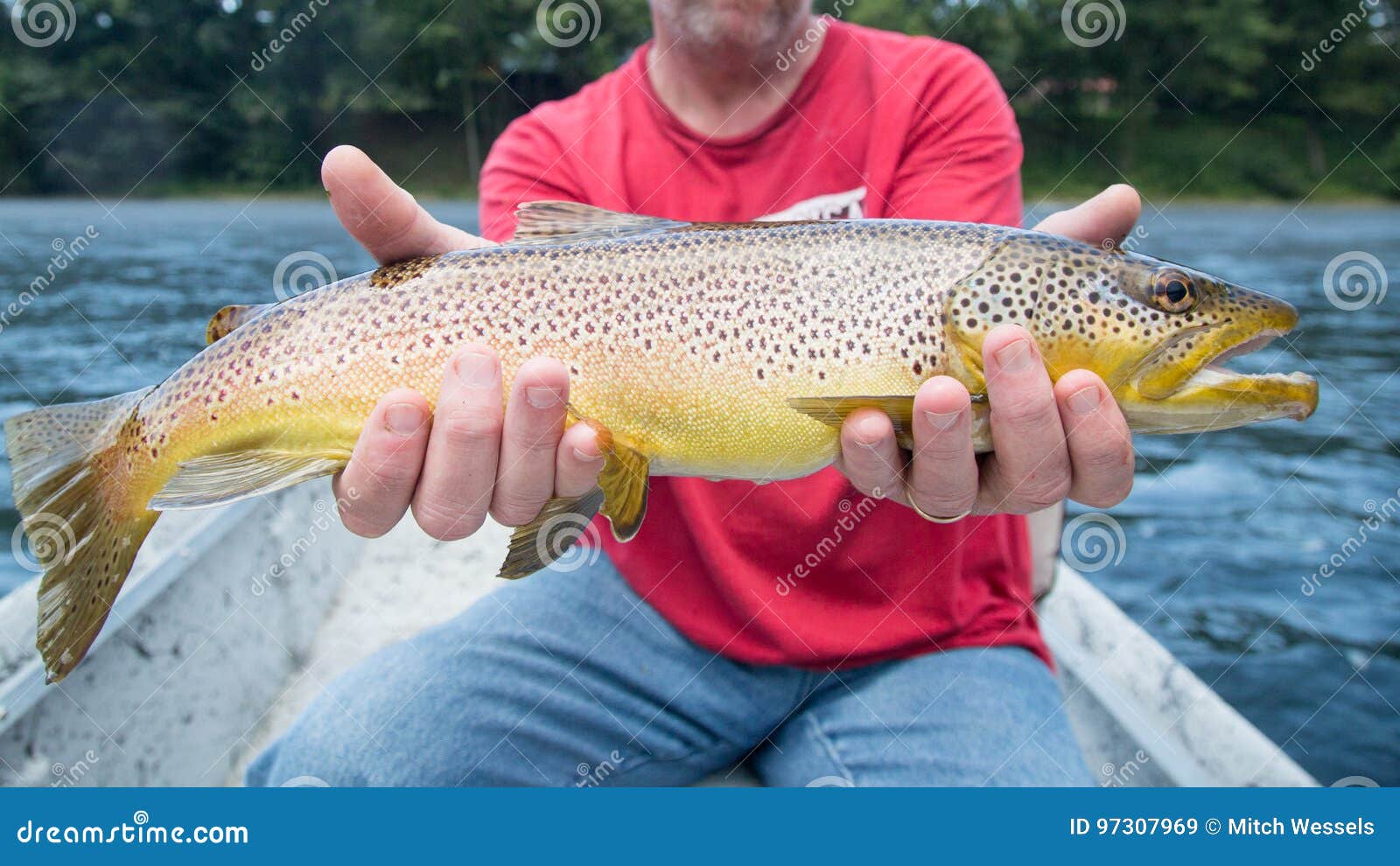 Bruine forel op de rivier stock afbeelding. Image of wild - 97307969