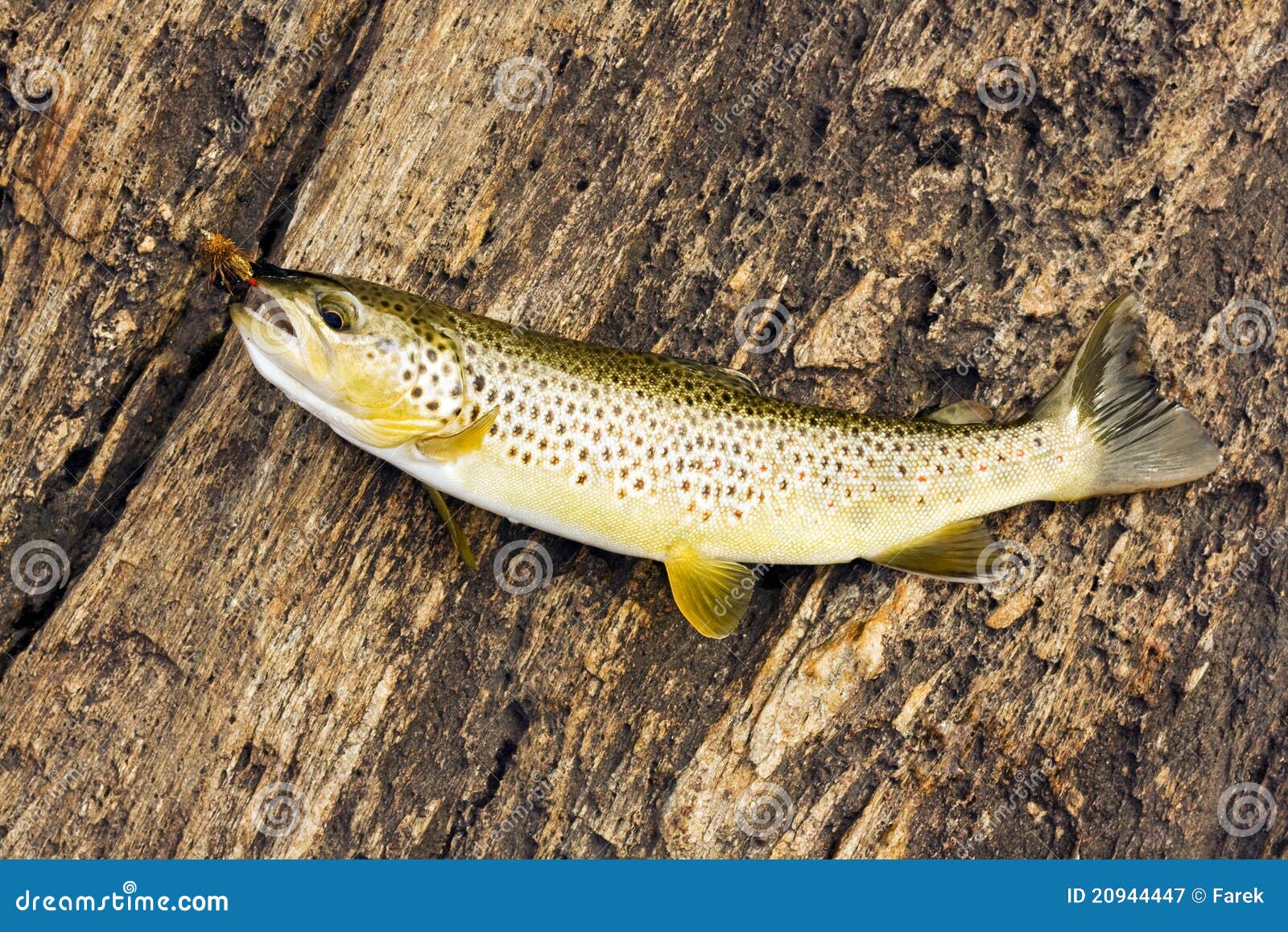 Bruine forel op vlieg stock afbeelding. Image of prins - 20944447