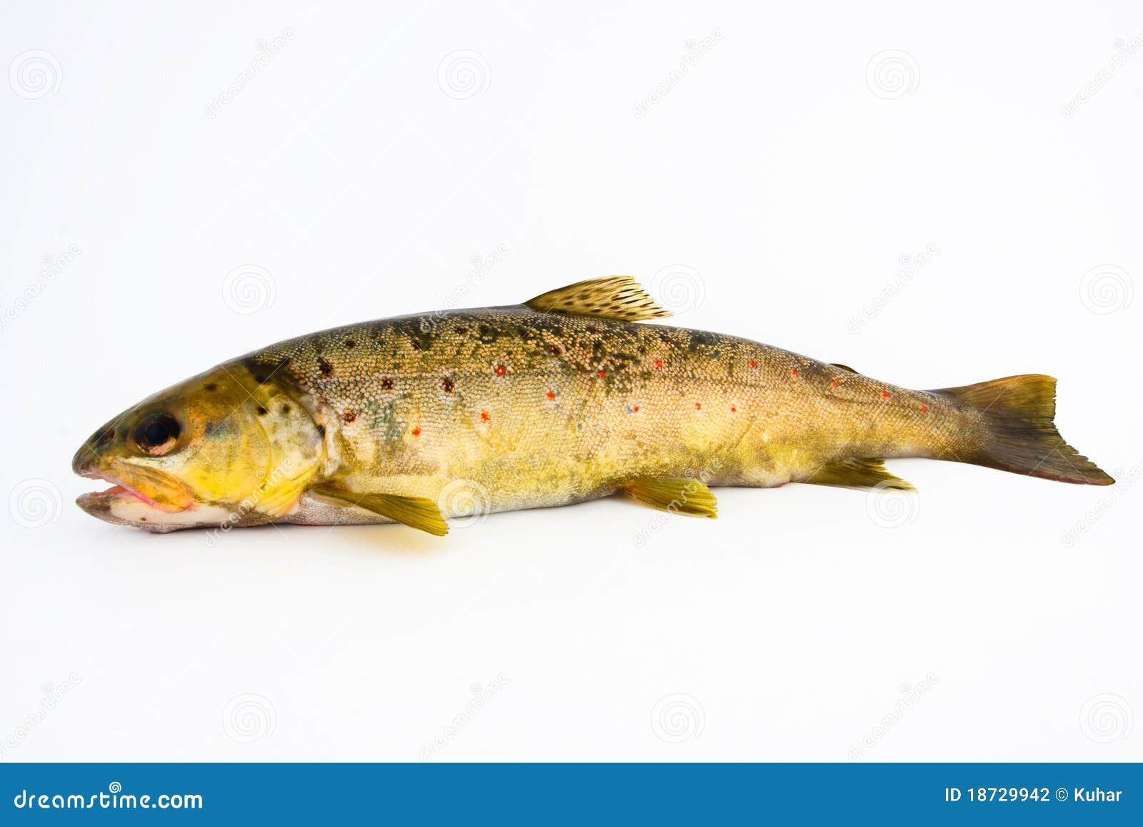 Bruine forel - salmotrutta stock foto. Image of dood - 18729942