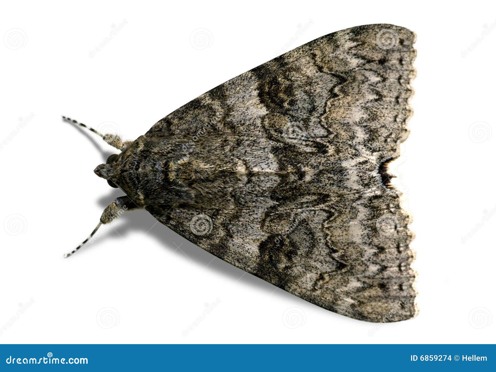 Bruine Geïsoleerdea Mot - stock foto. Image of harig, nave - 6859274