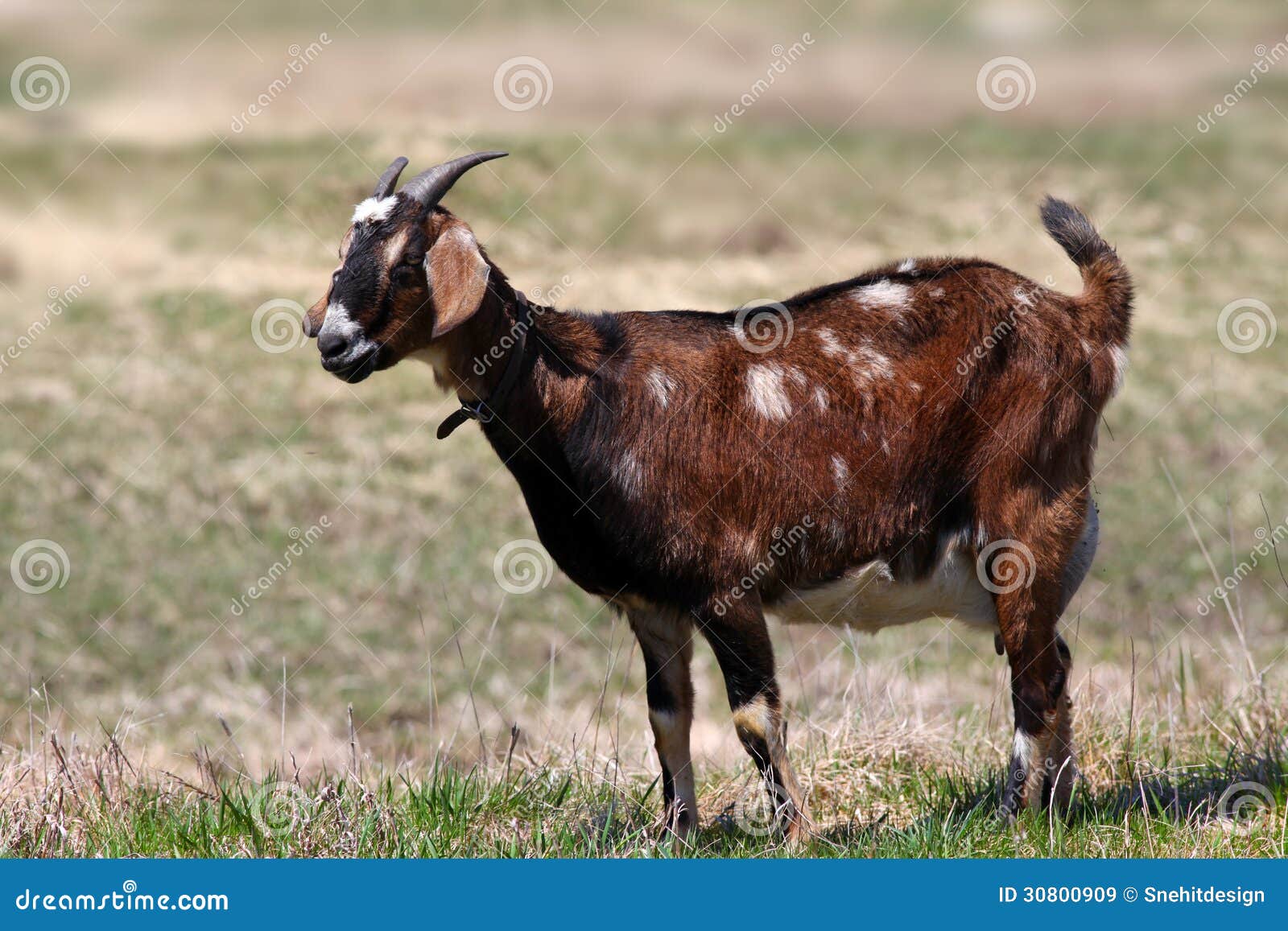 Bruine Geit stock afbeelding. Image of uitziend, leuk - 30800909