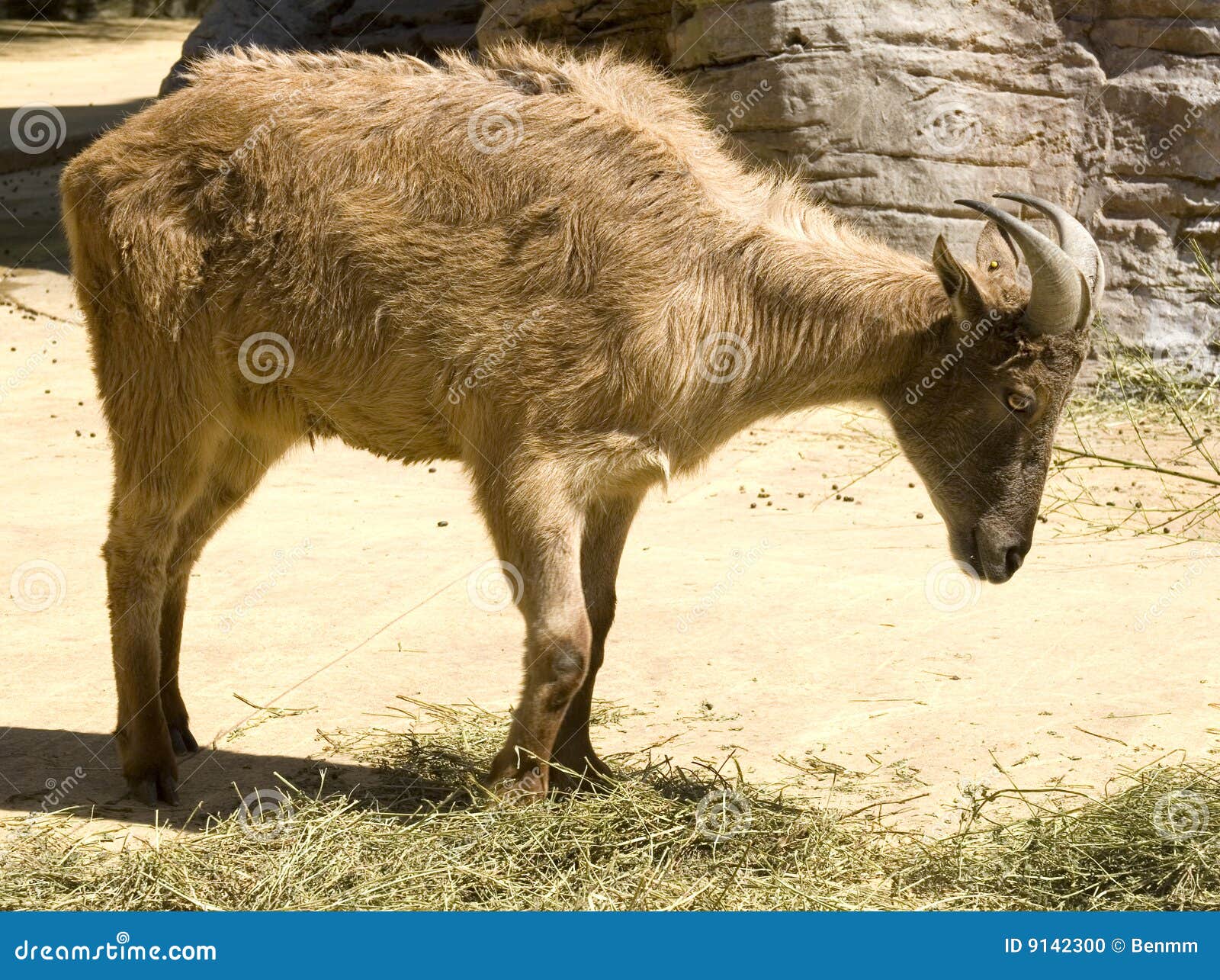 Bruine Geit stock foto. Image of wild, europees, rotsen - 9142300