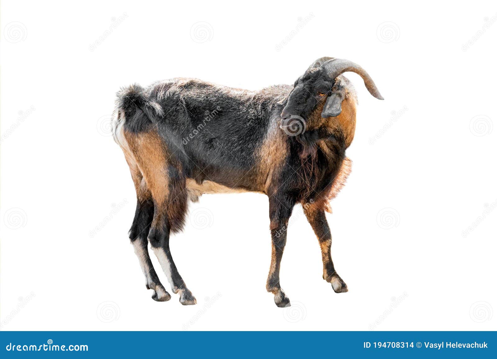 Bruine Geit Geïsoleerd Op Wit Stock Foto - Image of binnenlands, nave ...