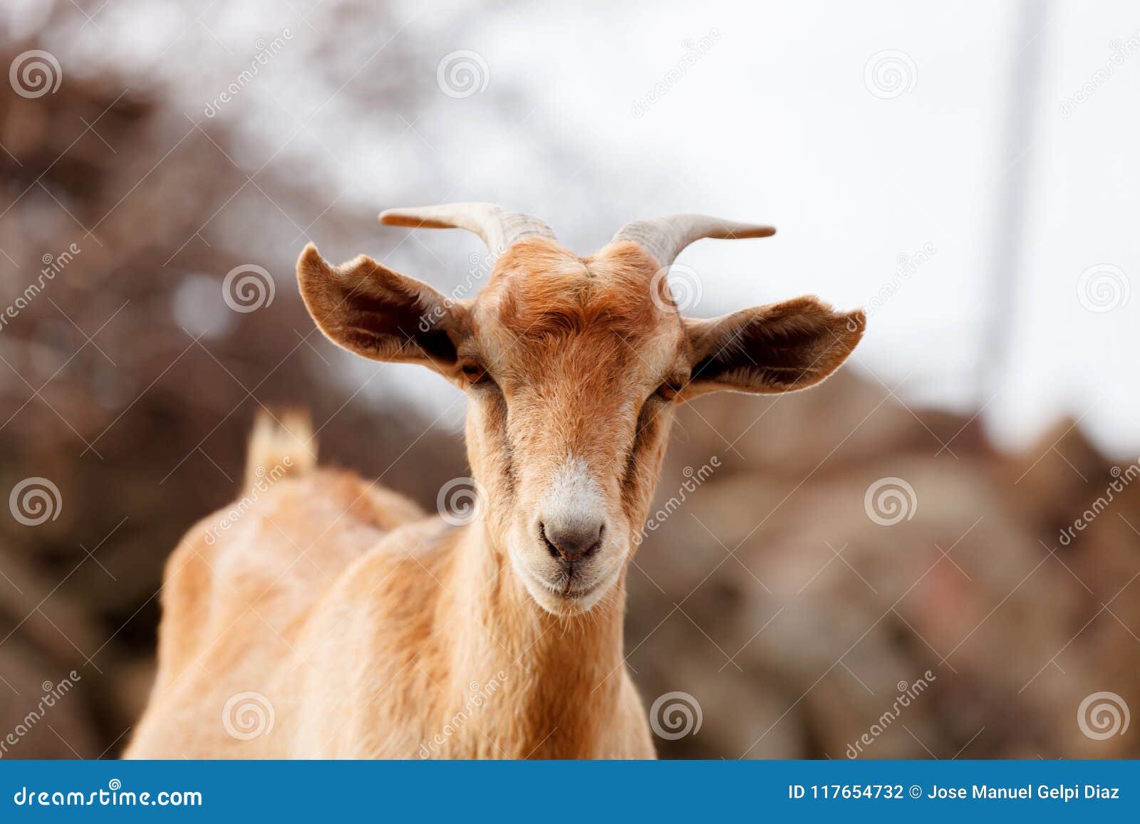 Bruine Geit in Het Platteland Stock Foto - Image of geit, mooi: 117654732