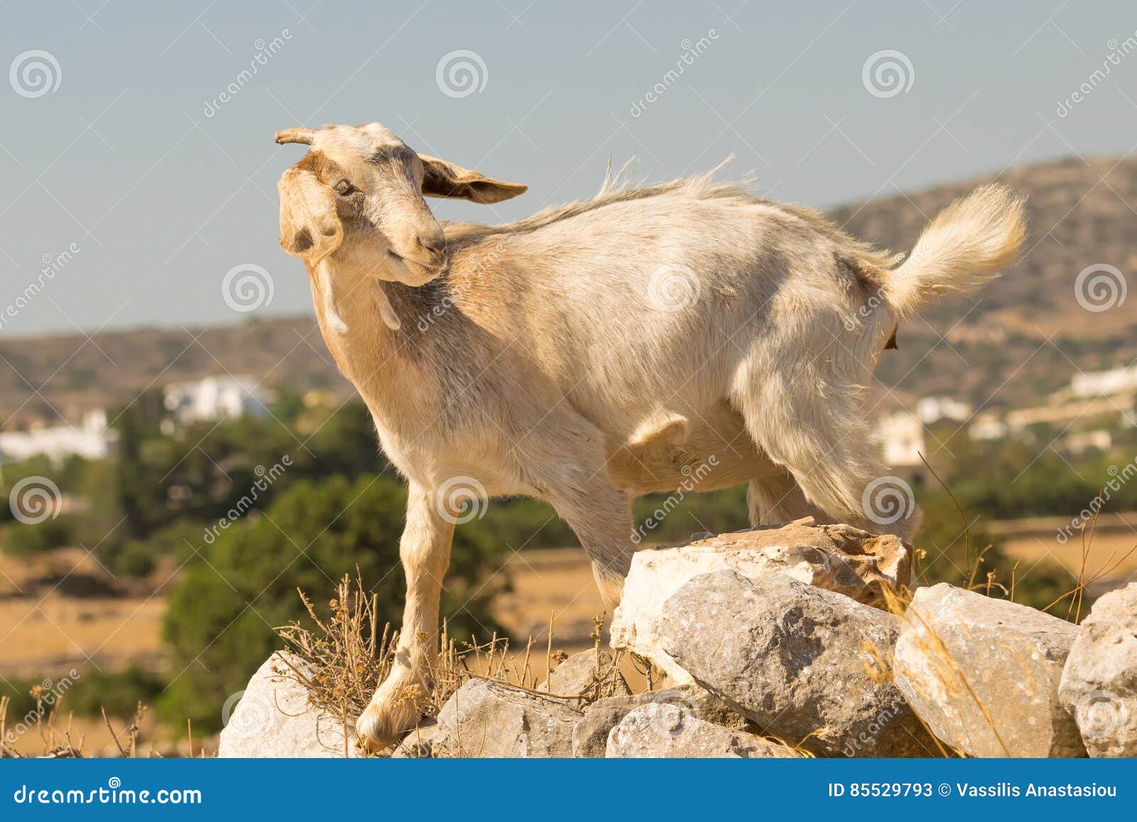 Bruine Geit Op Een Stapel Van Rotsen Een Grappig Ogenblik Stock ...
