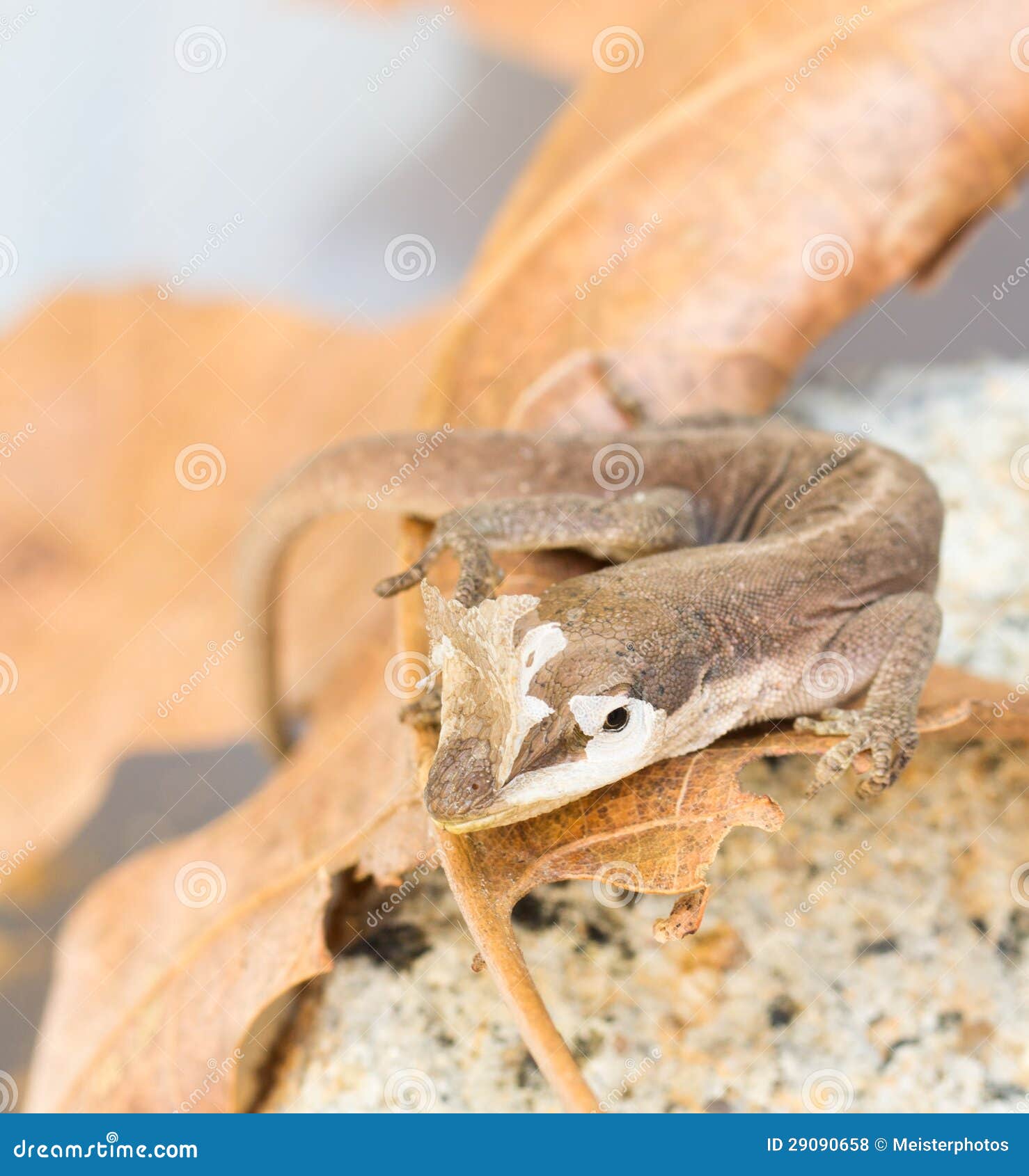 Bruine Gekko Die Huid Afwerpen Stock Foto - Image of schil, hagedis ...