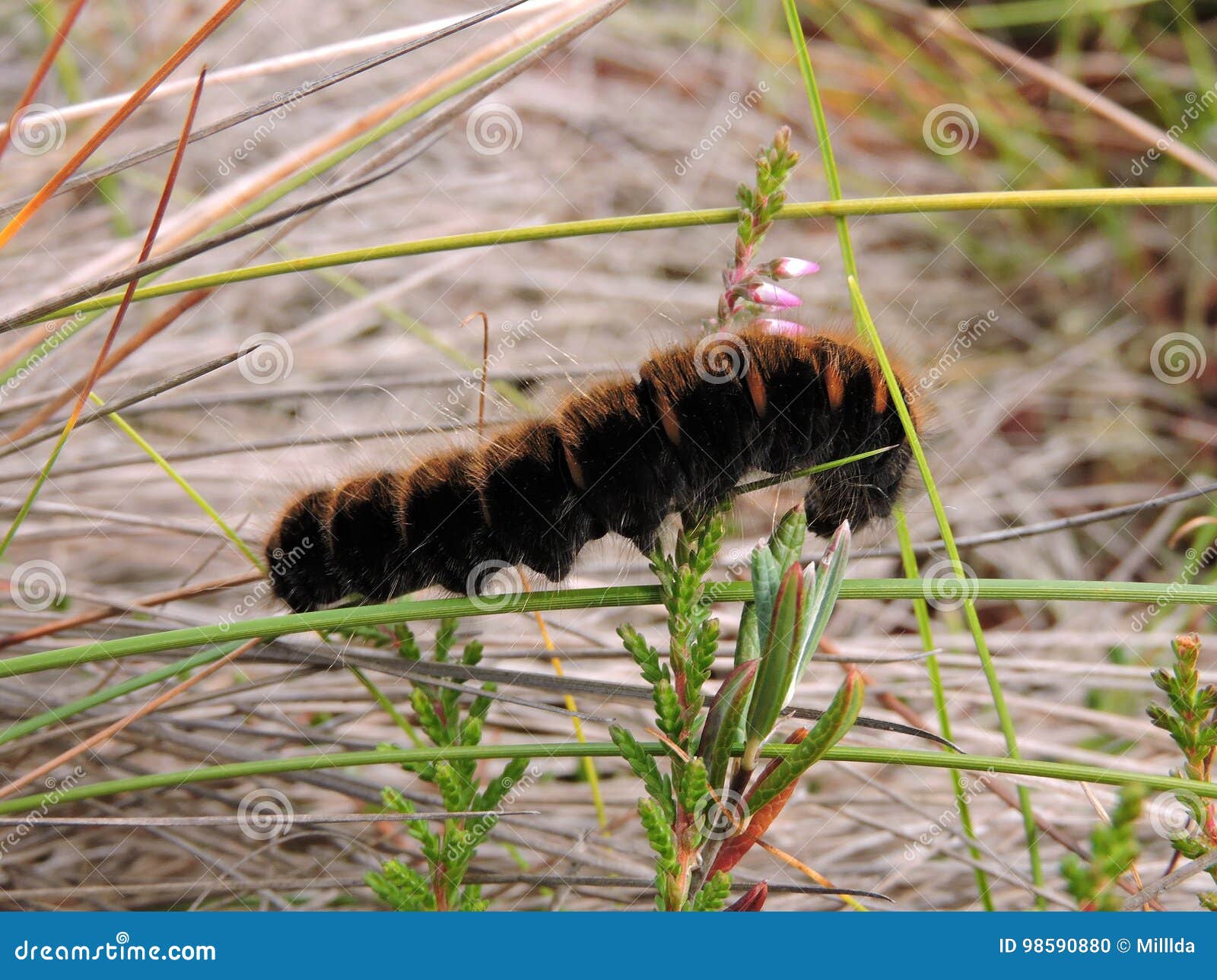 Bruine Harige Rupsband, Litouwen Stock Foto - Image of worm, macro ...