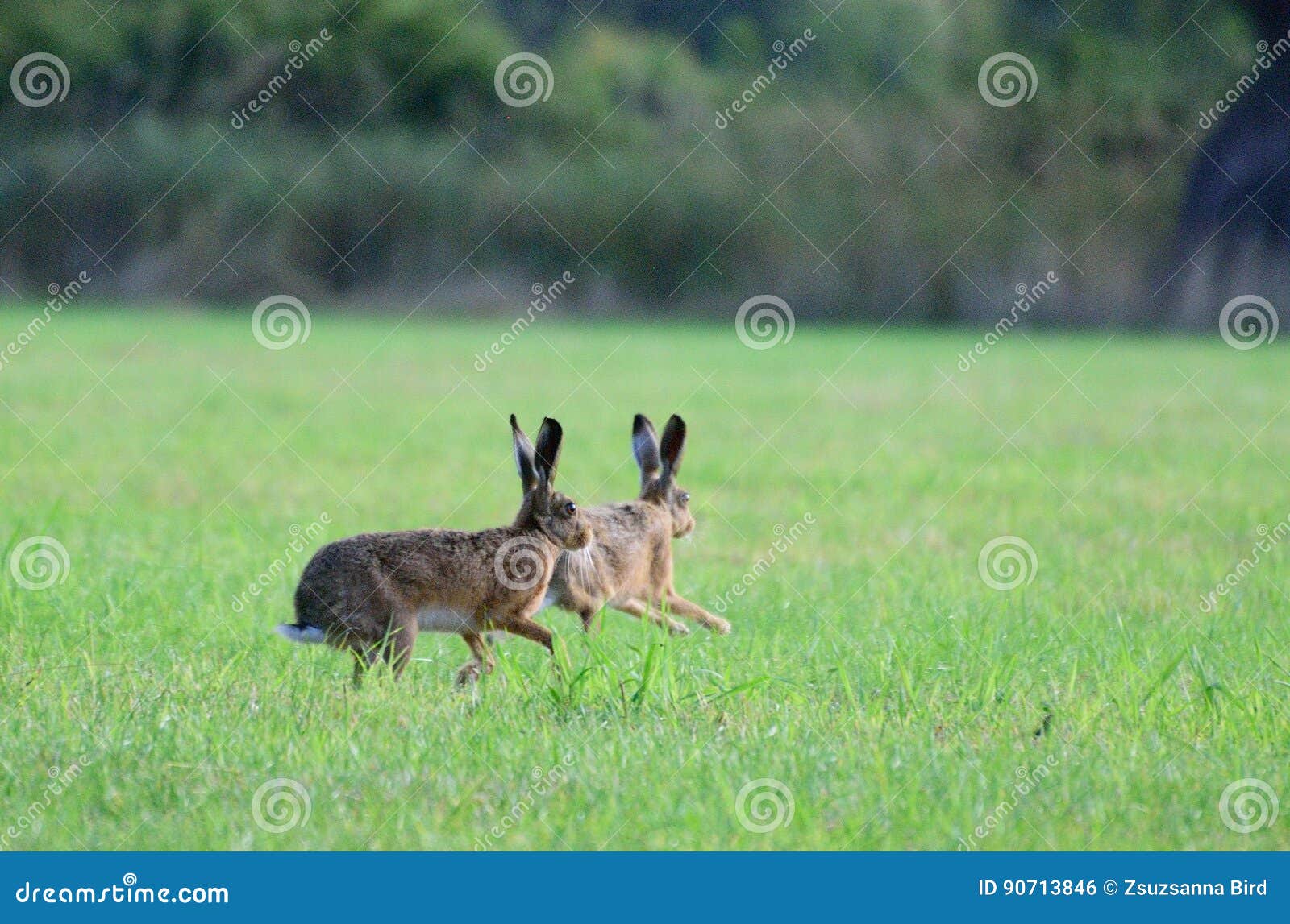 Bruine Hazen Die Rond Lopen Stock Foto - Image of koninkrijk, zoogdier ...
