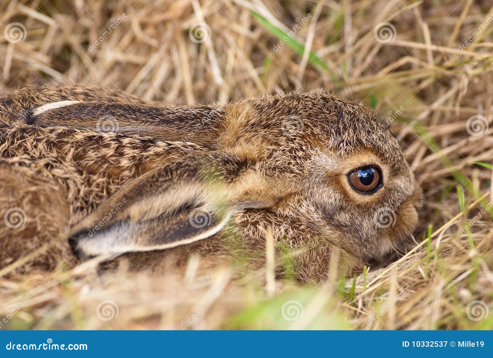 Bruine Hazen (Jonge haas) stock afbeelding. Image of baby - 10332537