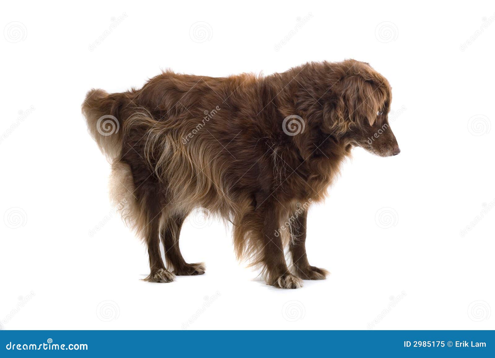 Bruine Hond stock afbeelding. Image of kijk, lichaam, analyse - 2985175