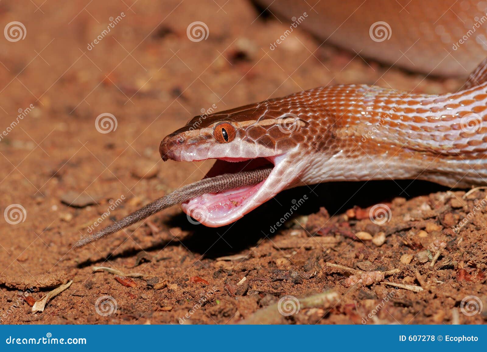 Bruine huisslang stock foto. Image of portret, knaagdier - 607278